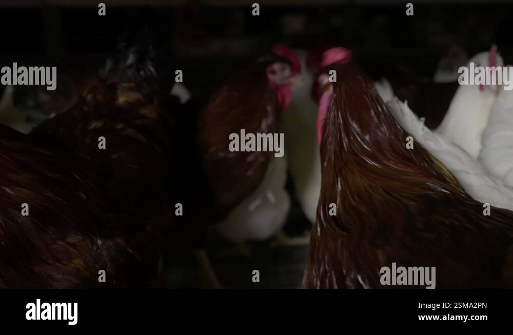 Farming and growing animals Stock Videos & Footage - HD and 4K Video ...