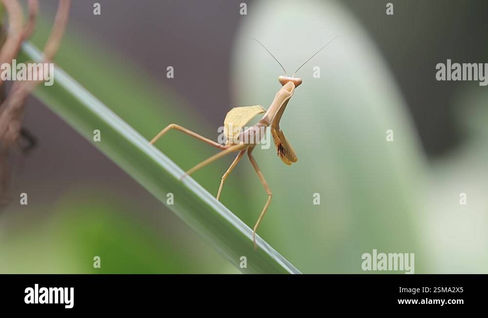 Close-up of a praying mantis on green grass. The praying mantis is an ...