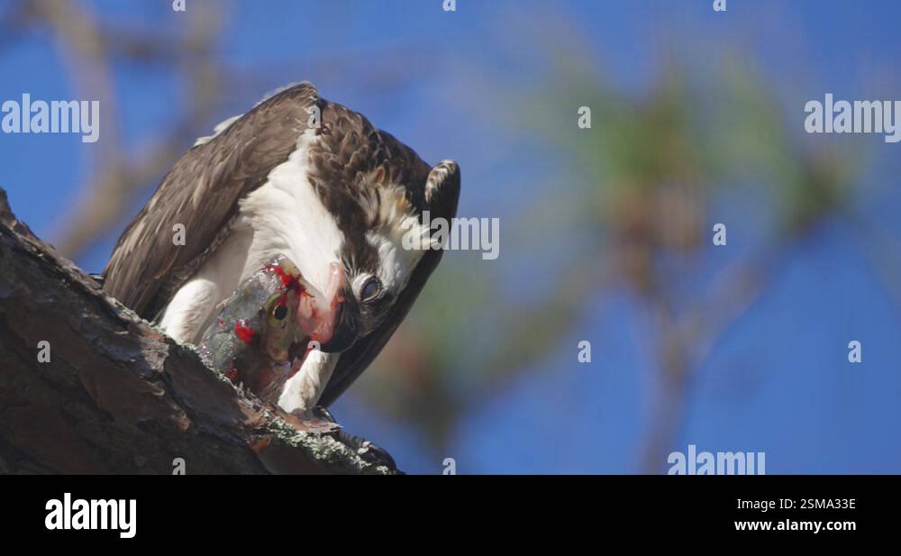 Osprey ripping gill from fish eating on tree branch closer low shot ...