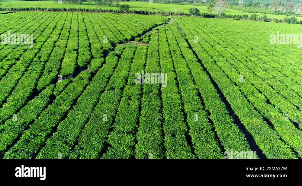 To plant plantation Stock Videos & Footage - HD and 4K Video Clips - Alamy