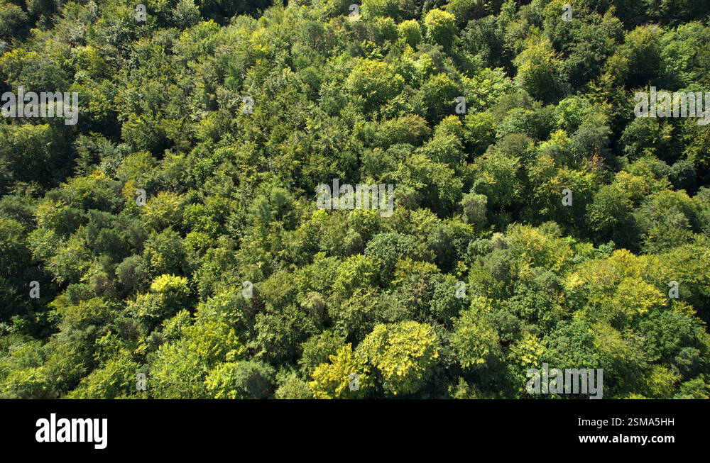 Tree top texture Stock Videos & Footage - HD and 4K Video Clips - Alamy