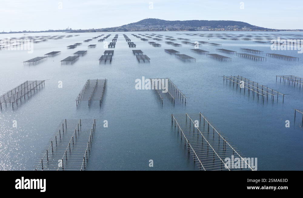 The tranquil waters of Bouzigues near Sète, lined with systematic ...