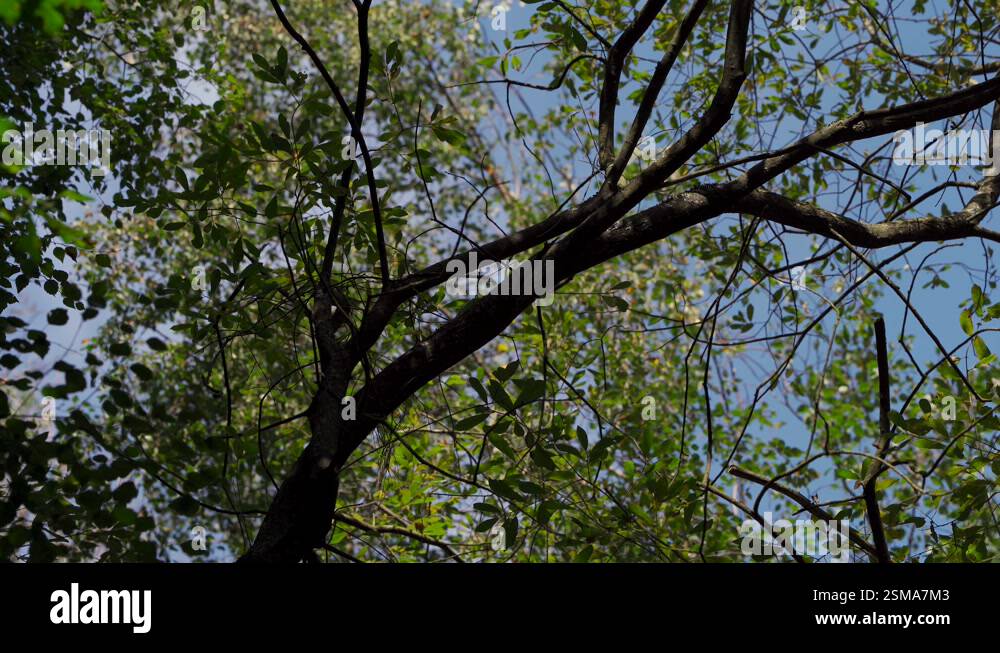 Tree branches swaying in the breeze in shallow focus and multiple ...