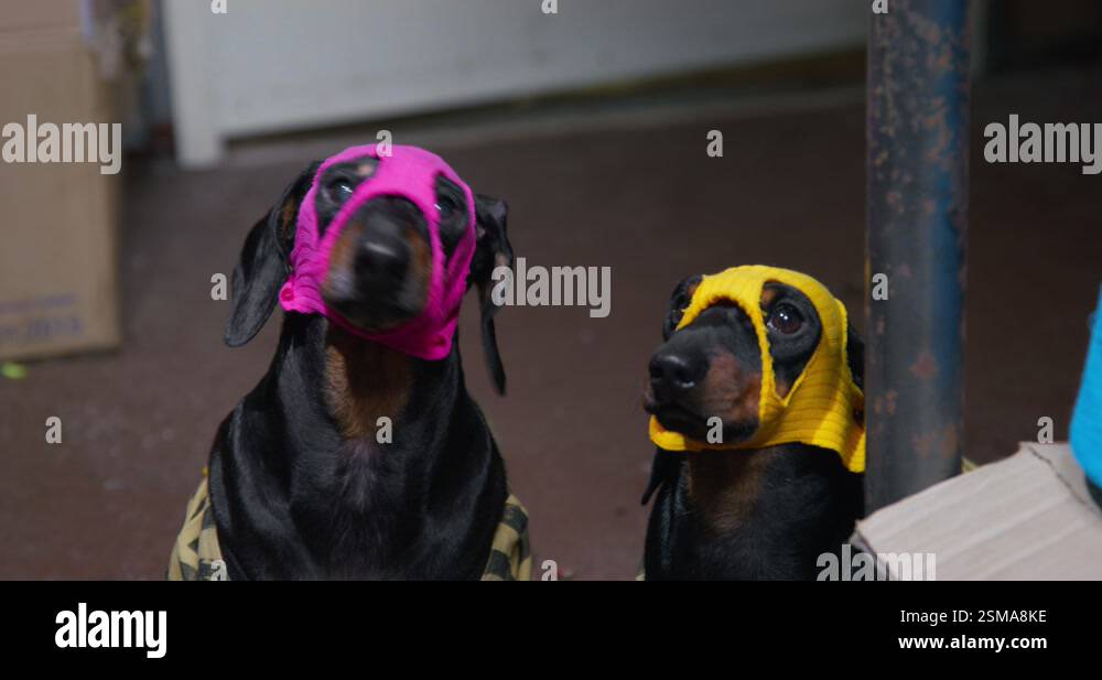 Two dogs wearing thieves masks on their heads balaclava Childish prank ...