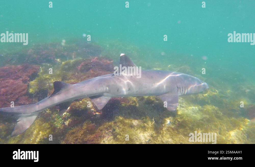 Shark Swimming By In Coral Reef Galapagos Stock Video Footage - Alamy