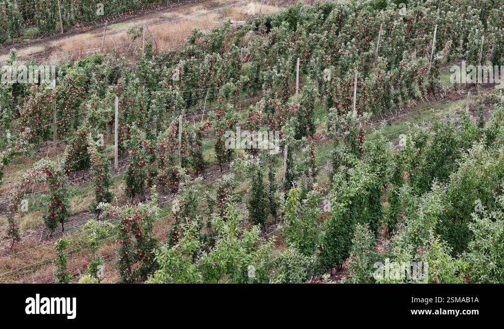 Apple Tree Landscape Over British Columbia Okanagan: A Bird's-Eye View ...