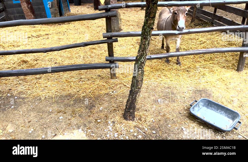 close view of dumb or donkey biting the fence post in an attempt to ...