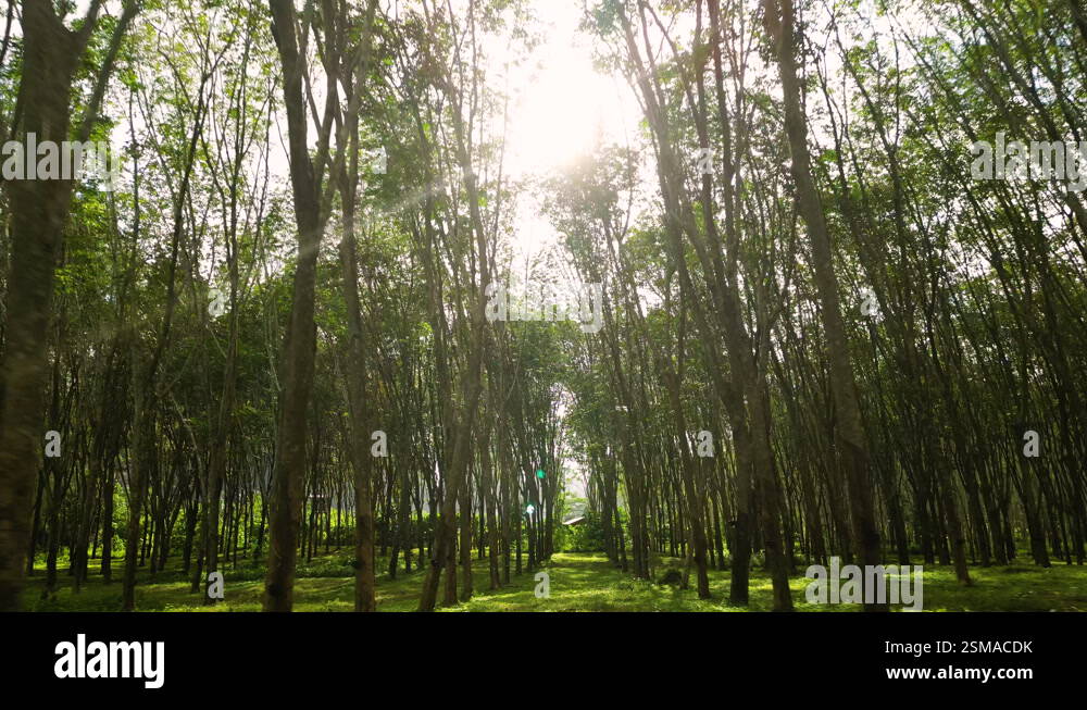 Pov forward walk between rubber tree forest against sun rays at sky ...