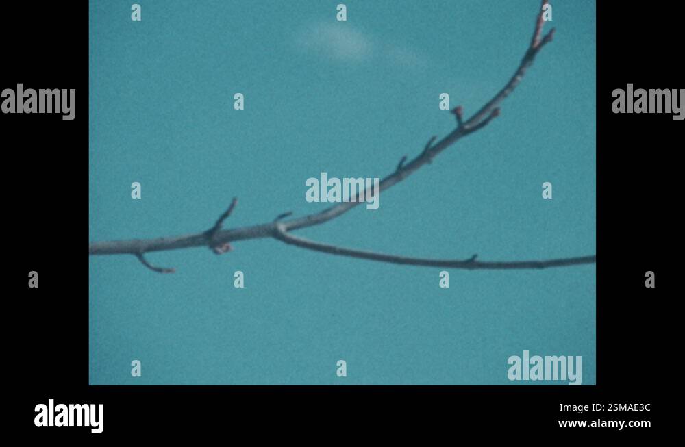 1960s: Tree branches in the winter devoid of any leaves. Buds on the ...