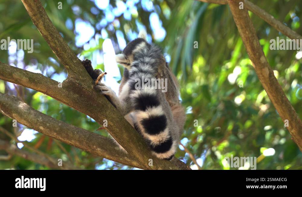 Exotic ring-tailed lemur, lemur catta rubbing and licking the scent ...