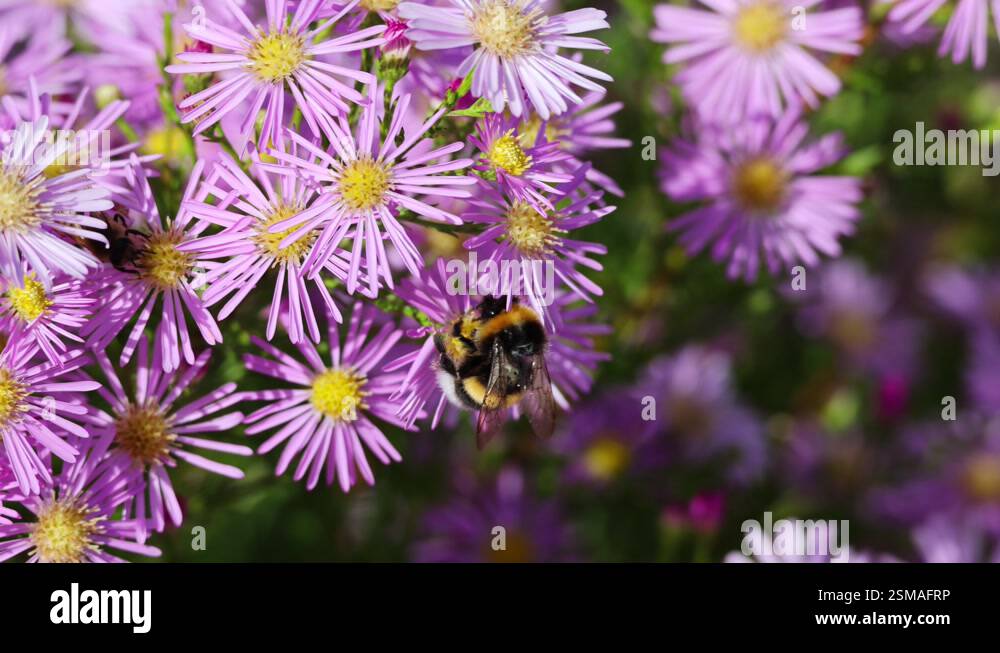 Purple pink Aster dumosus (rice button aster) flowers with yellow ...