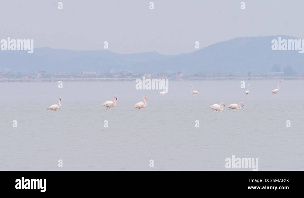Flamingo walk in shallow water Stock Videos & Footage - HD and 4K Video ...
