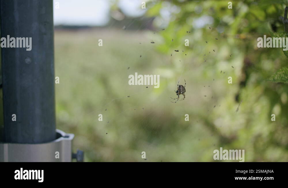 A static medium shot of a spider in web who's blowing in the wind Stock ...