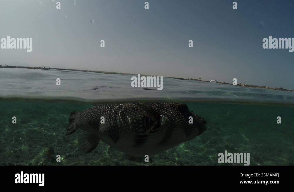 Blackspotted puffer coral reef fish is swimming on the shallow of the ...
