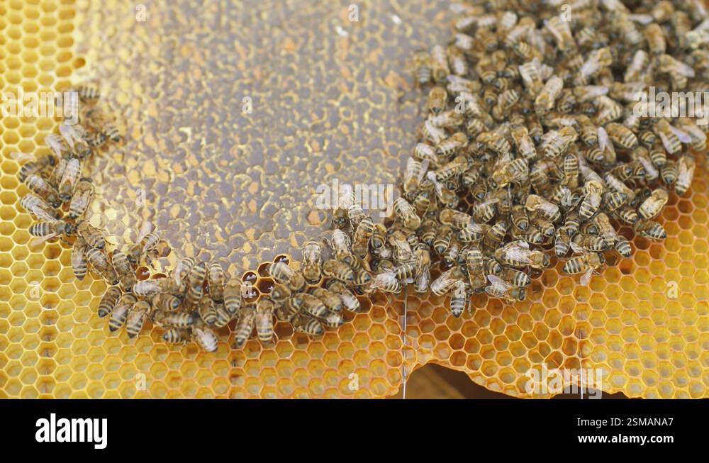 large number of bees on the honeycomb. Beeswax. Bee farm Stock Video ...