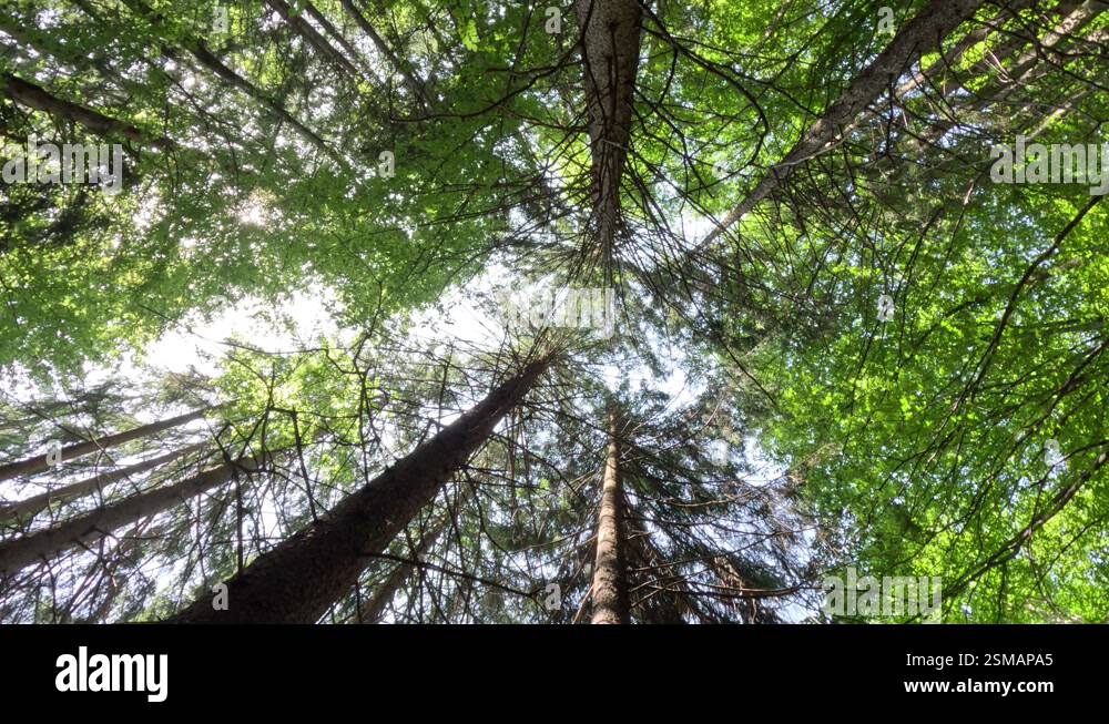 Walling Stock Videos & Footage - HD and 4K Video Clips - Alamy