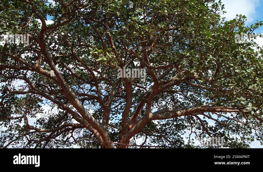 Copaltree Stock Videos & Footage - HD and 4K Video Clips - Alamy