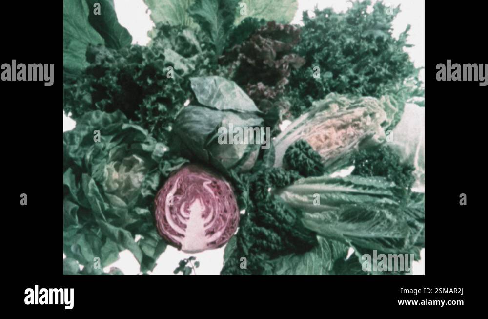 1960s: Vegetables. Man speaks. Kitchen. Man pulls leaves off cabbage ...