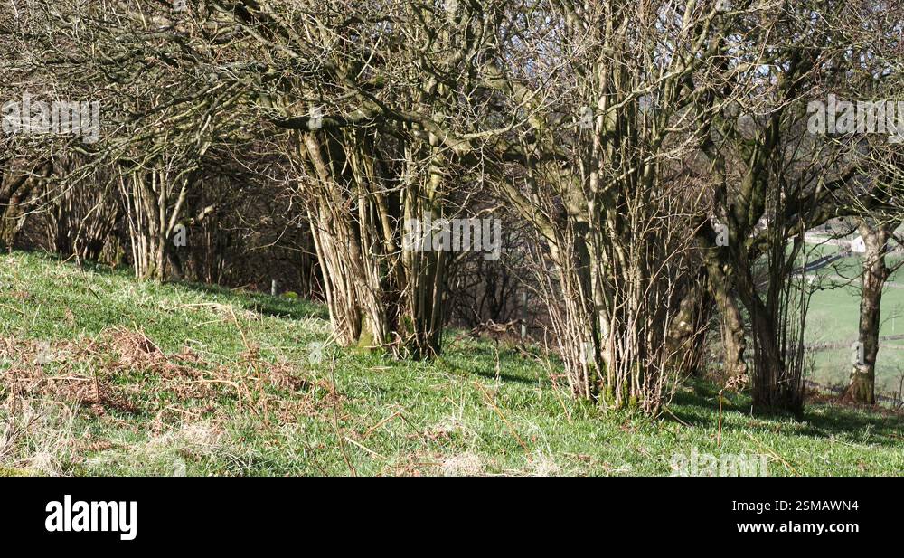 Hazel trees Stock Videos & Footage - HD and 4K Video Clips - Alamy