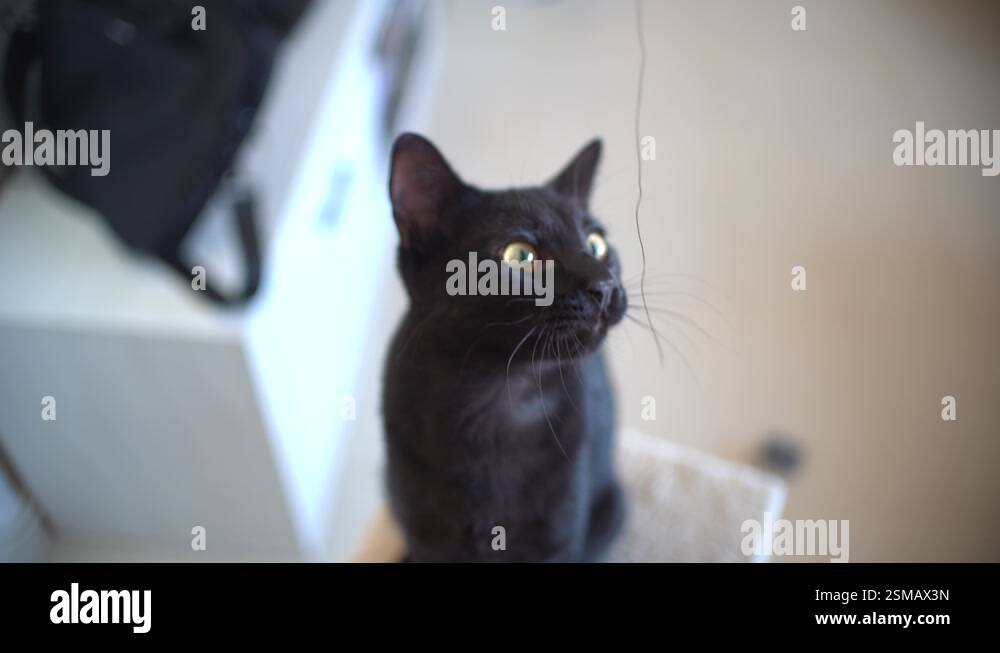 cat playing with string at home in slow motion. Playful domestic pet ...