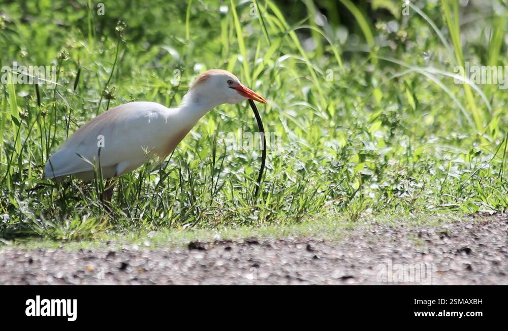 Bird eating snake Stock Videos & Footage - HD and 4K Video Clips - Alamy