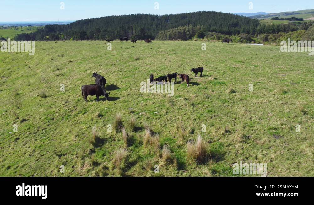 Orbiting around a family of black cows with rolling green hills ...