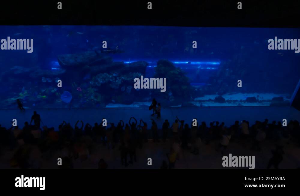 Mesmerizing Dubai Mall Underwater Marine Aquarium: A Glimpse of Ocean ...