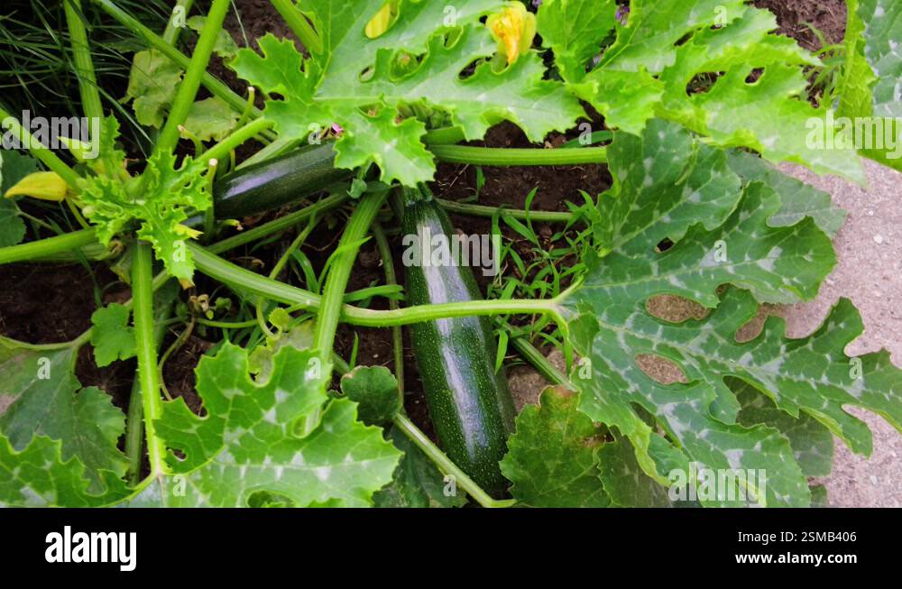 courgette zucchini plant growing organic ripe eco vegetables in home ...