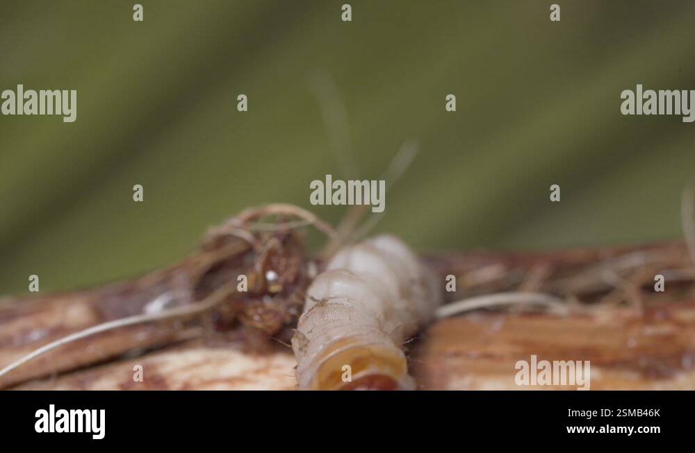 Paysandisia Archon, Palm Borer Moth A Botanical Pest Among Tropical ...