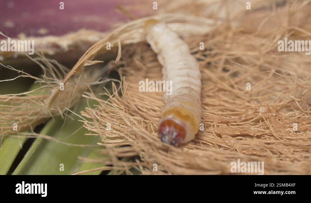 Crawling Larva of Pest Palm Borer Moth in Europe - Macro Shot Stock ...