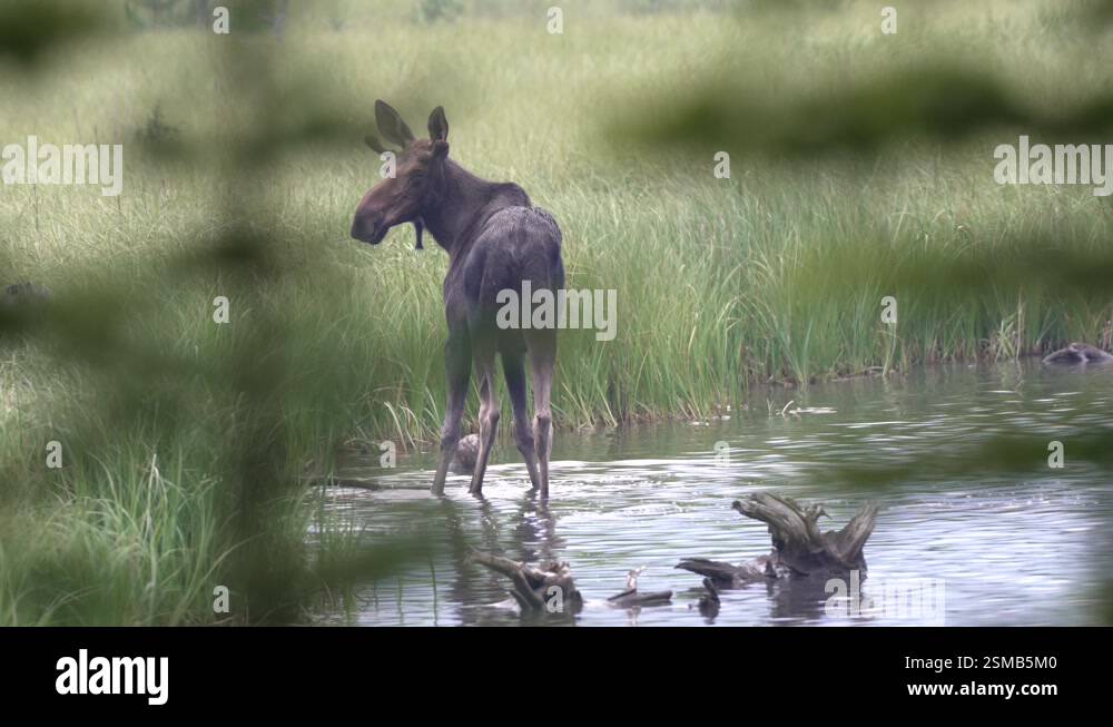 Young bull moose eating in water in the canadian rockies. med. shot ...