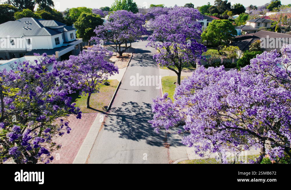 Violet jacaranda trees in an Australian suburb Stock Video Footage - Alamy