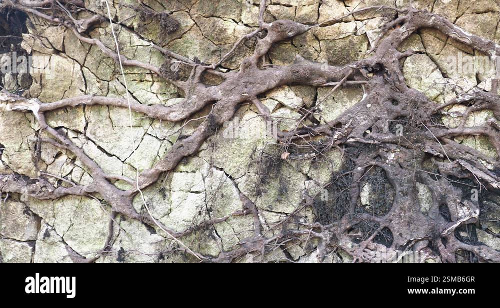 The roots and rock from a tree toppled by storm force winds in ...