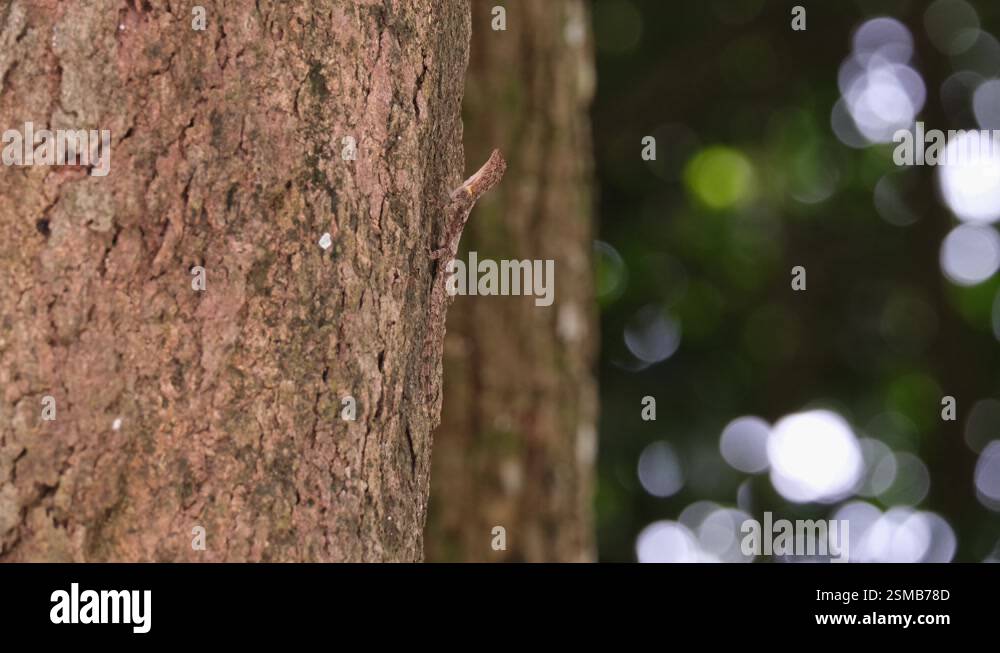 Body extended out looking like a twig of a tree as it waits for its ...