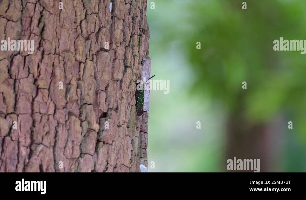 Seen from a distance revealing its habitat, Saiva gemmata Lantern Bug ...
