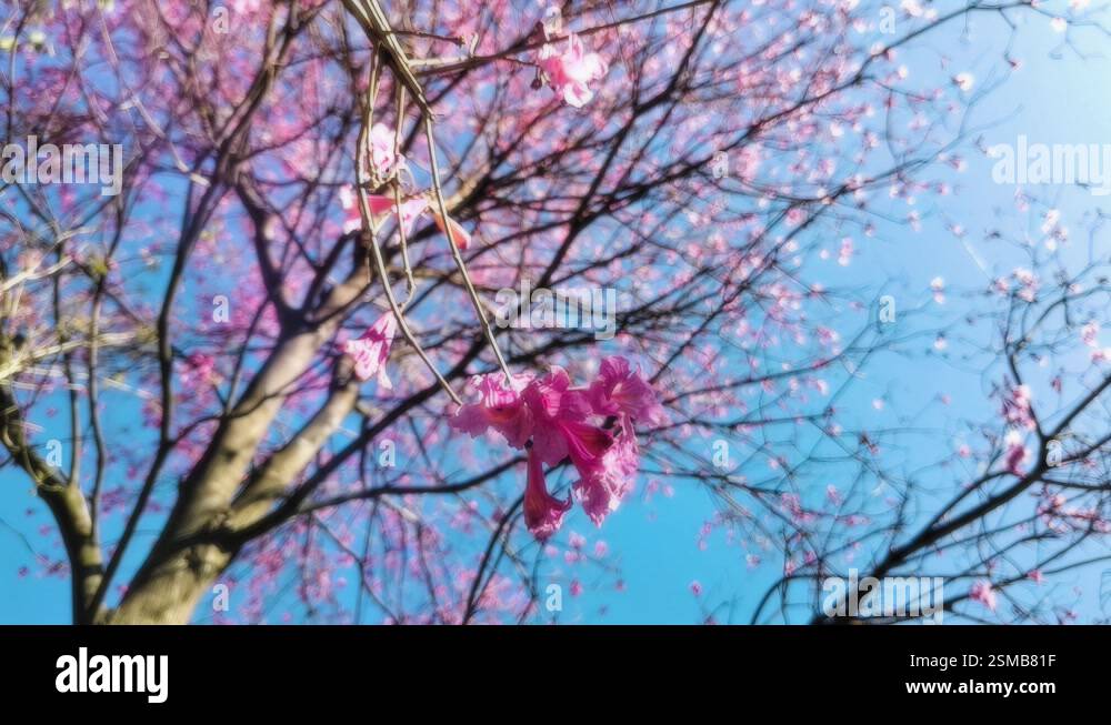 Purple Jacaranda tree full of flowers in slow motion Stock Video ...