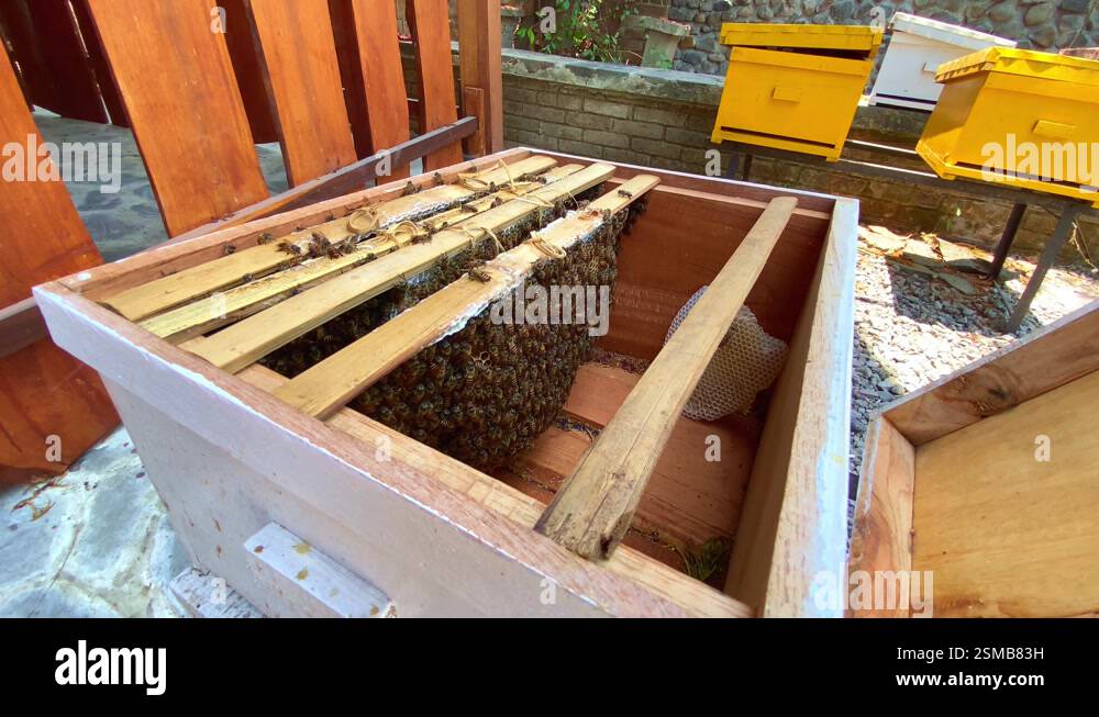 Handheld orbit around open beehive, honey production farm outdoors ...