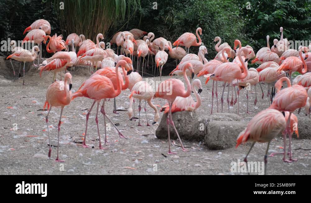 Largest flamingo species Stock Videos & Footage - HD and 4K Video Clips ...
