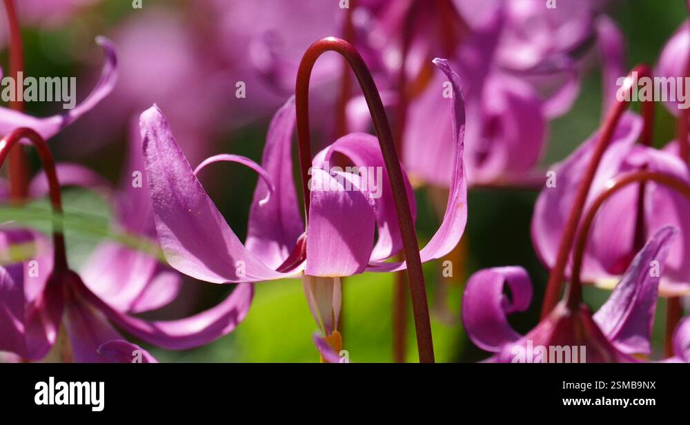 Erythronium revolutum flowers in Holehird Gardens, Windermere, Lake ...