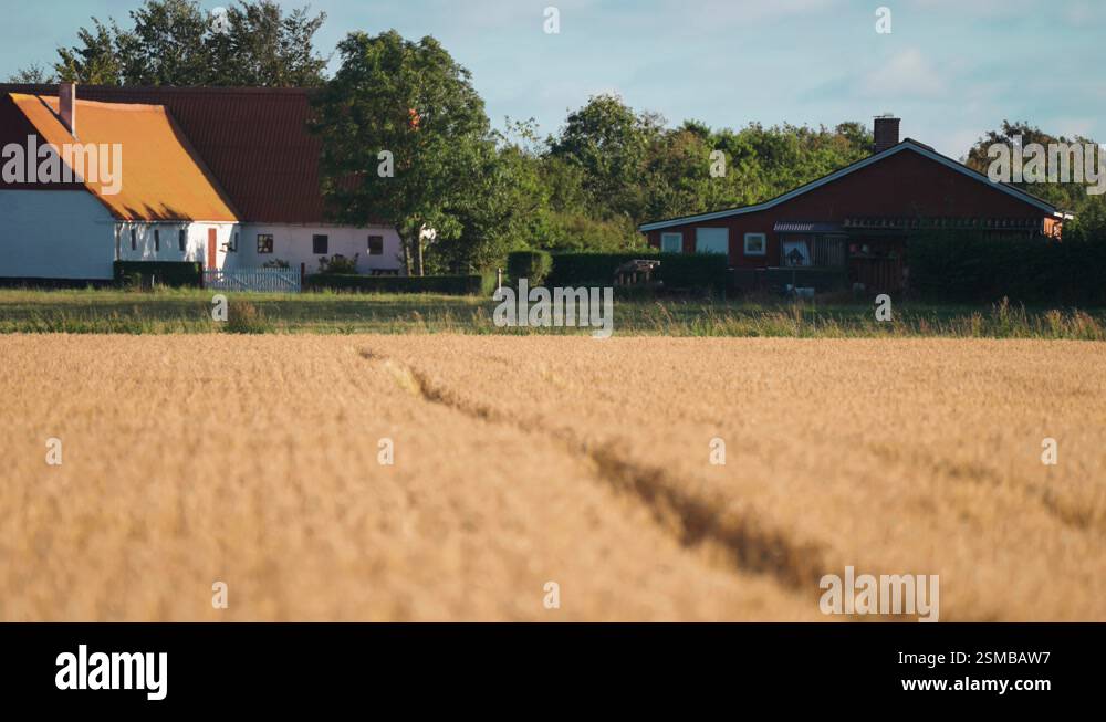 A farm in rural Denmark.Golden wheat field in the foreground Stock ...