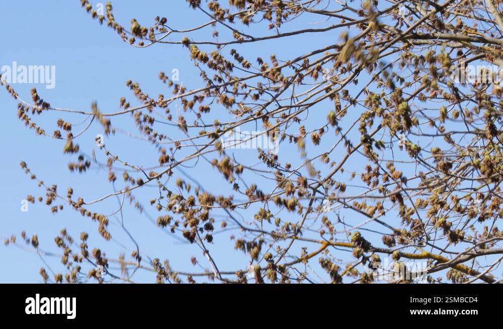 Tree Moving In Strong Wind Blue Clear Sky. Daytime. Maffra, Gippsland ...