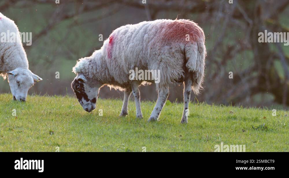 Sheep illumiated from a backlit sun at sunset near Wray in the Lake ...