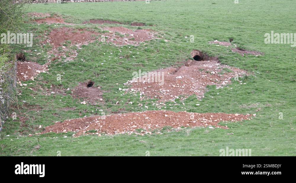 A Badger sett near High Wray in the Lake District, UK Stock Video ...