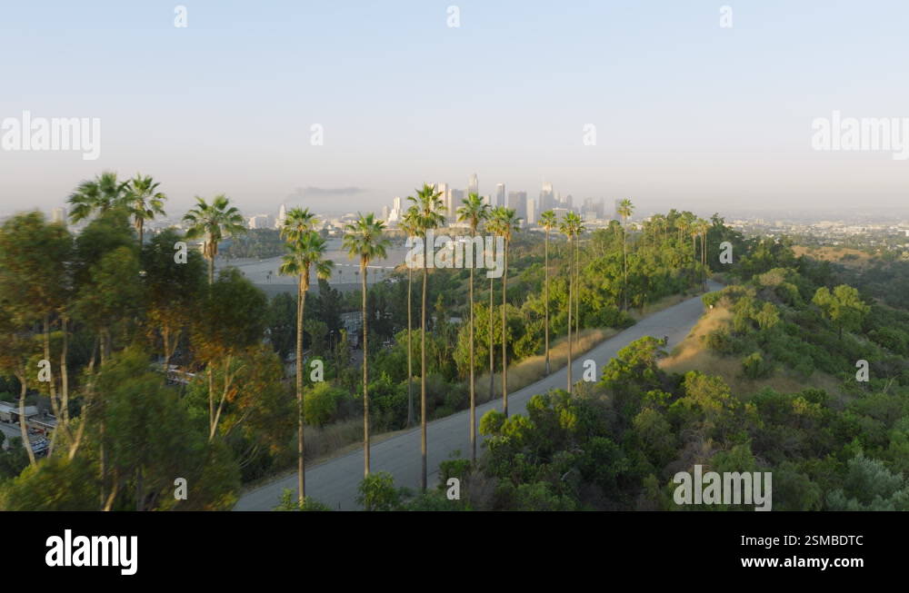 Palms in golden sunrise light on Hollywood hills at scenic Los Angeles ...