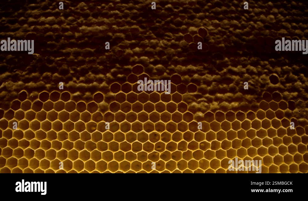 Honeycombs slider macro footage inside bees hive. Yellow wax honey cells, pollen Stock Video ...