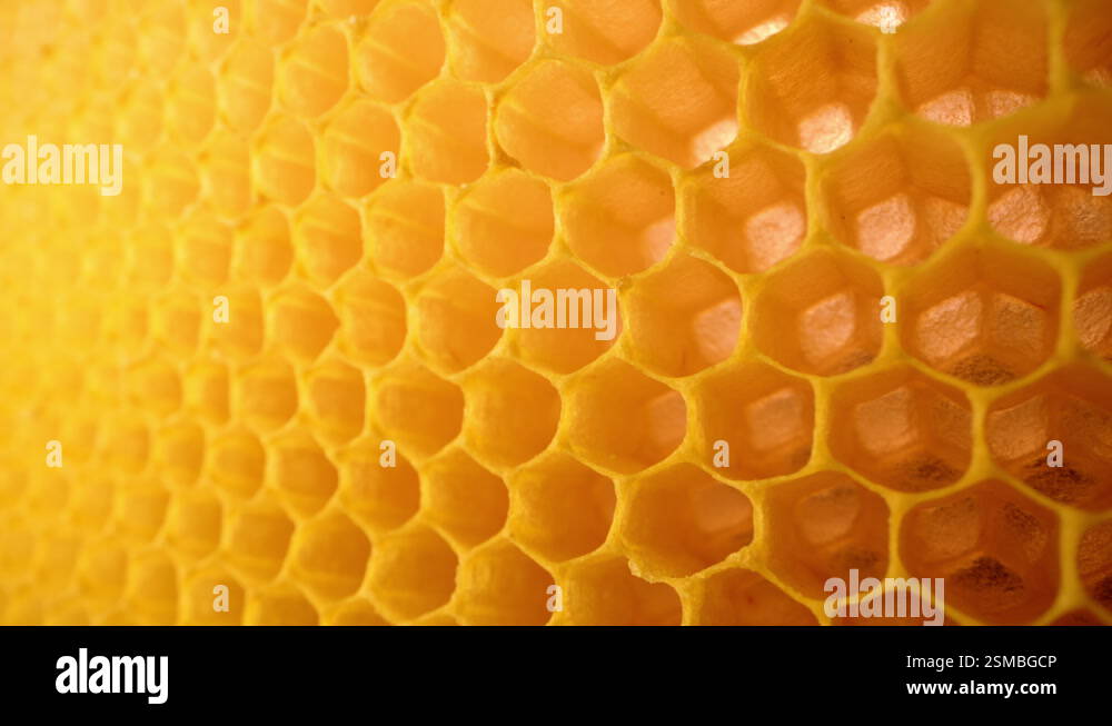 Honeycombs macro footage inside bees hive. Yellow empty wax cells ...