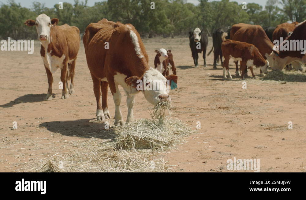 Cow grazing on hay in paddock during Australian drought, heard of cows ...