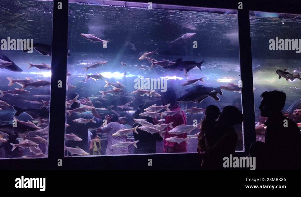 Many girls are watching fishes in underwater aquarium at night Stock ...