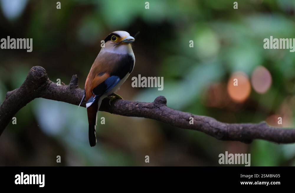Seen from behind while perched on the left as it looks back with food ...