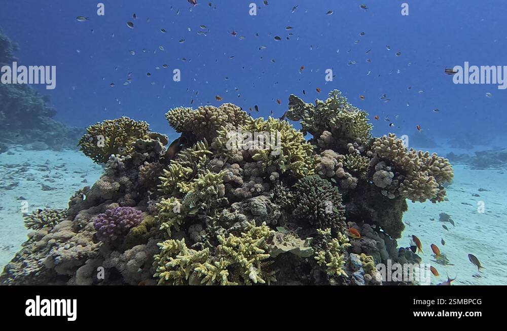 Coral rock with hard corals in shallow water in the Red Sea Stock Video ...